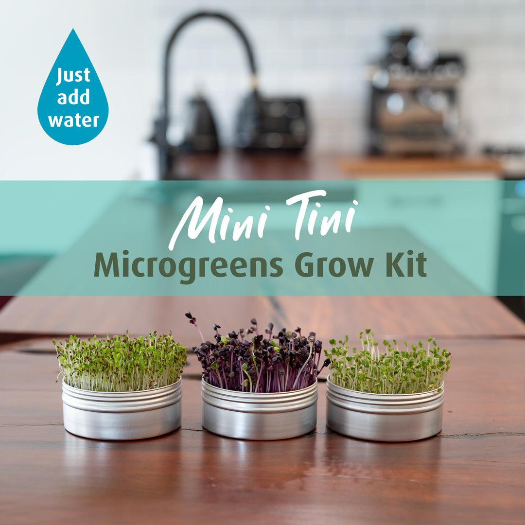 Mini Tini Trio Value Pack – Untamed Health